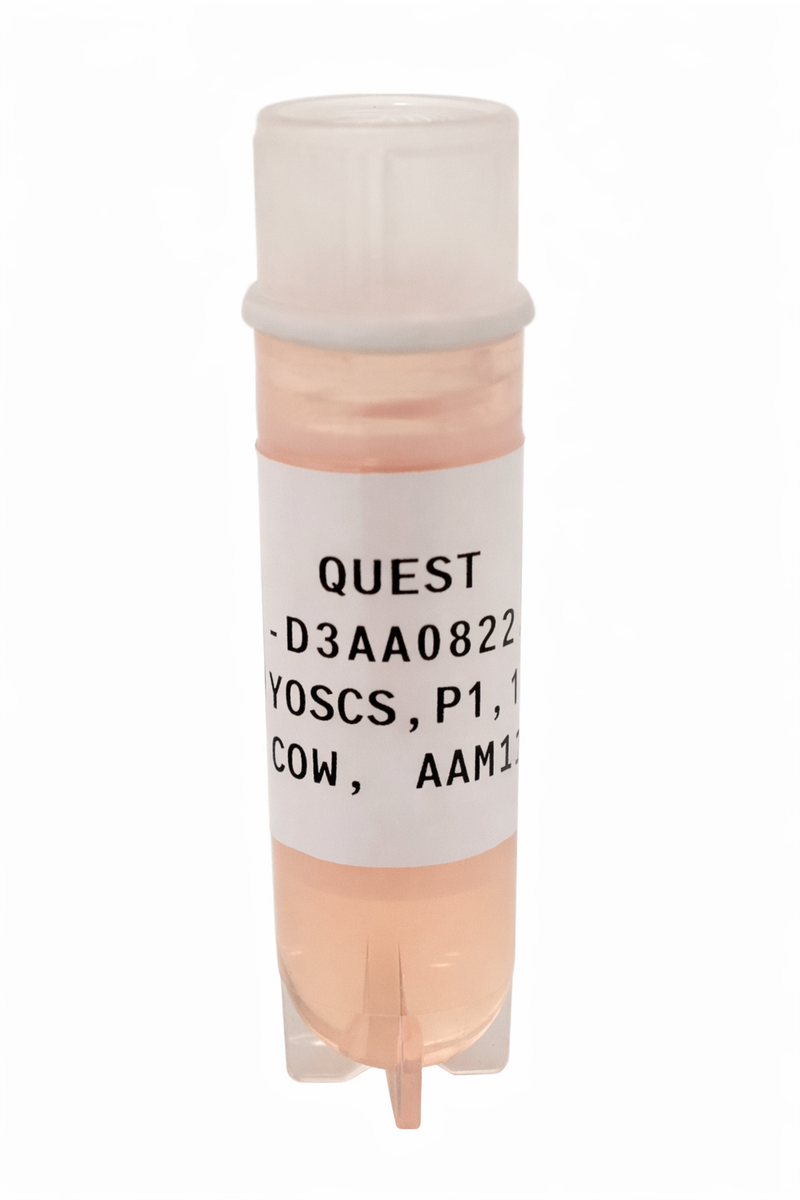 Quest Bovine Primary Cell Lines - Aberdeen Angus Cross Myosatellite ...